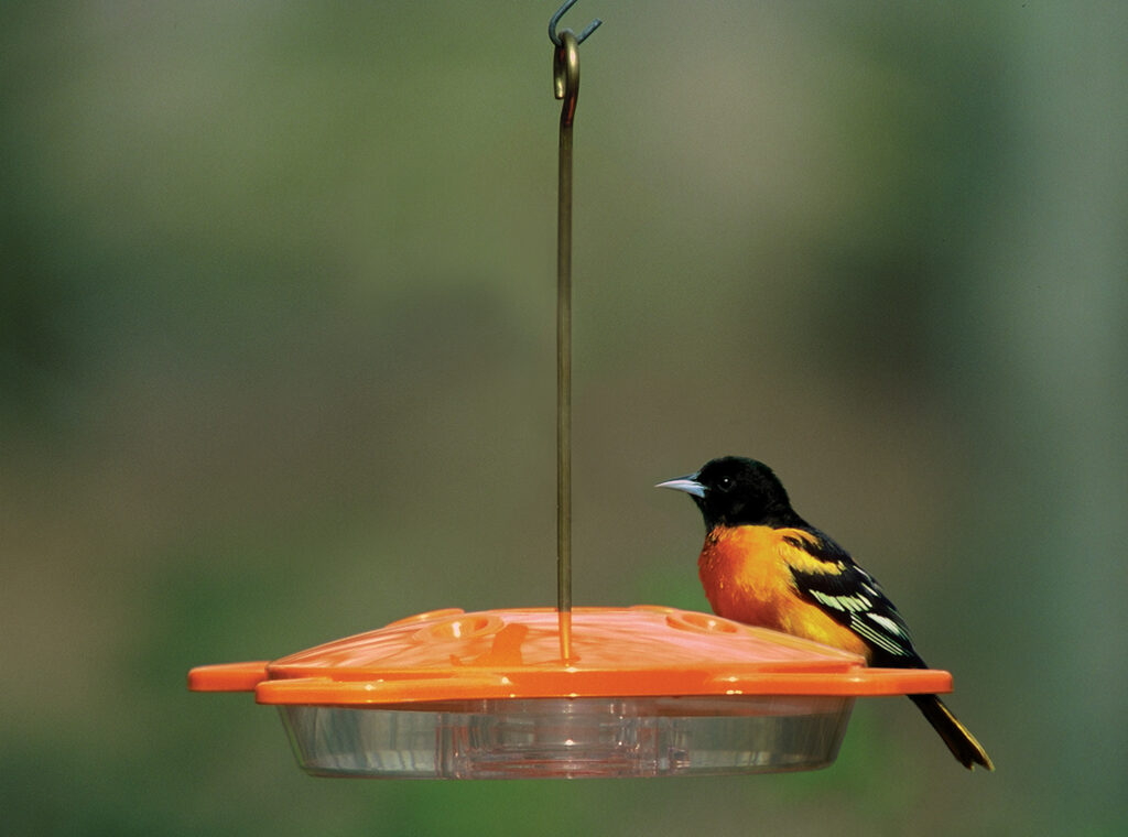 Oriole Feeder 16 oz. - Aspects, Inc.
